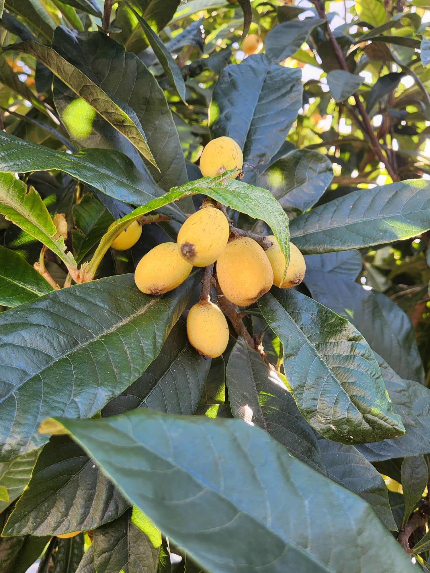 The Delightful Loquat Tree – A Land Of Delight Natural Farm & Nursery